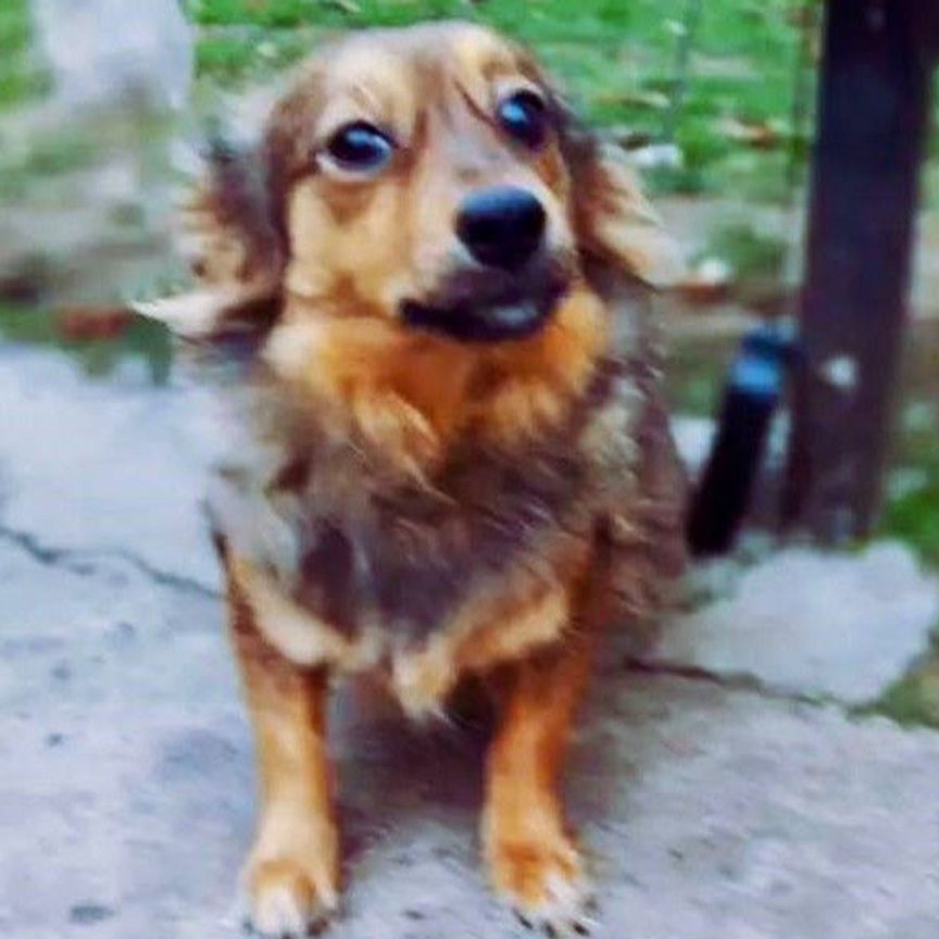 Взрослый пёс в добрые руки