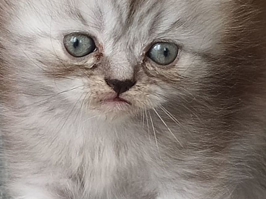 Котята норвежская лесная