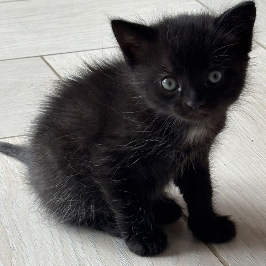 Продается котик