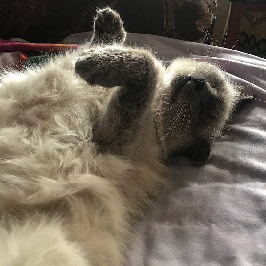 Невские котята