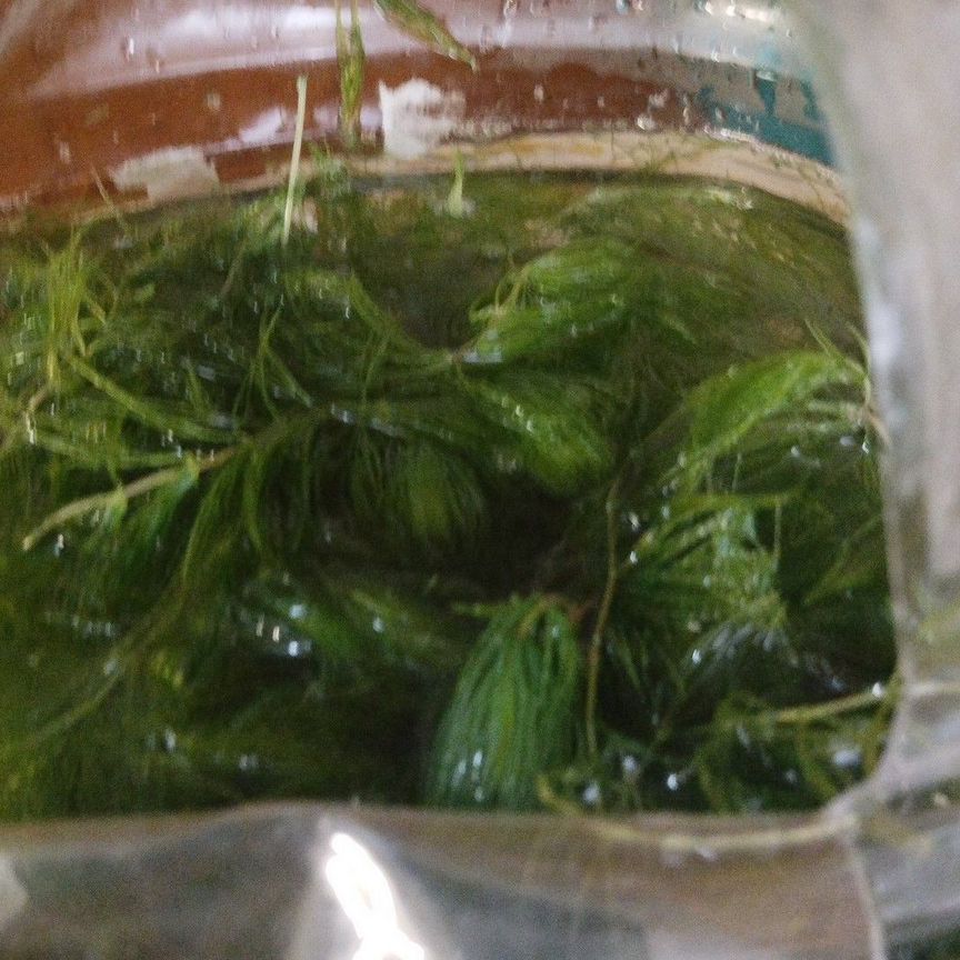 Роголистник в аквариум