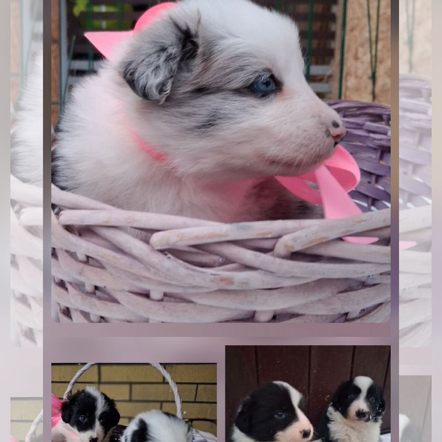 Бордер-колли, щенок