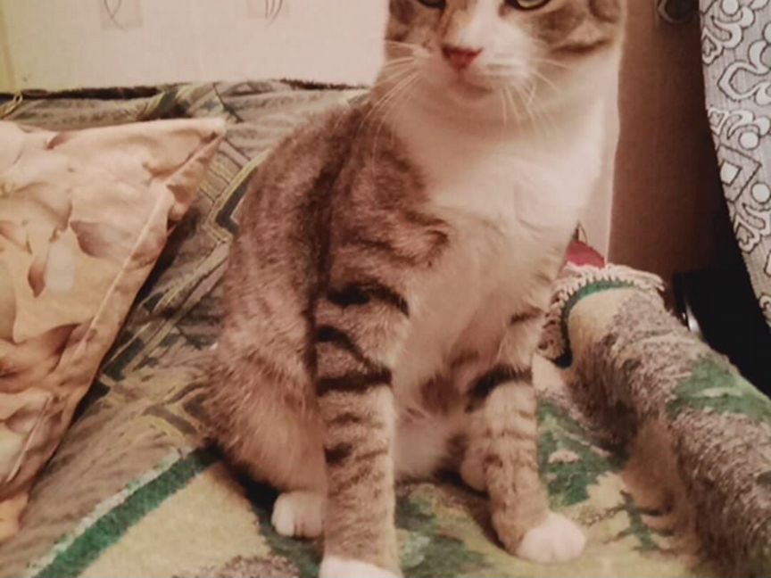 Котик полосатый