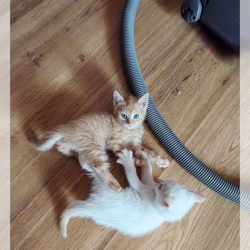 Котята в добрые руки приучены к лотку