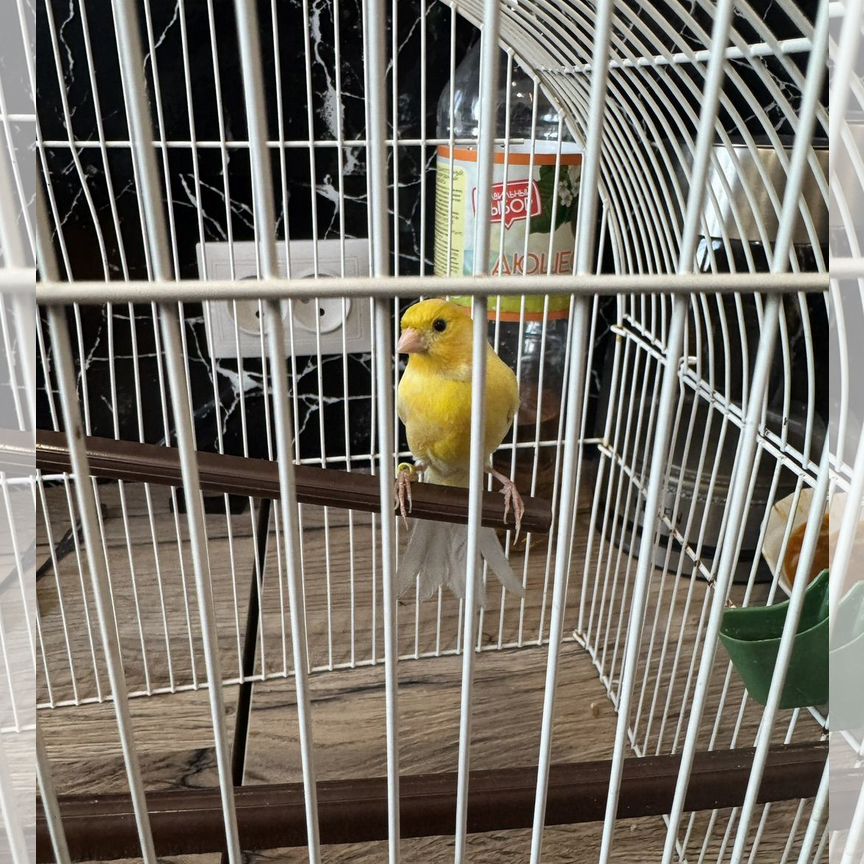 Кенара и канарейки