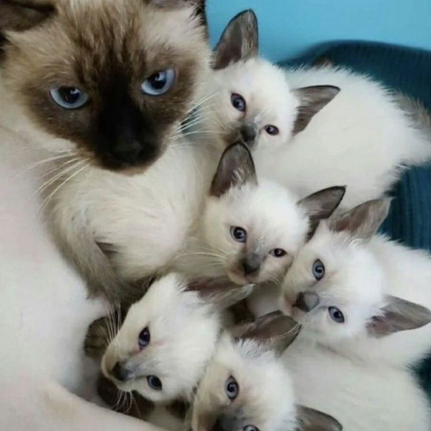 Тайский котёнок