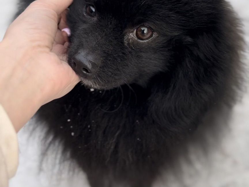 Немецкий шпиц вязка