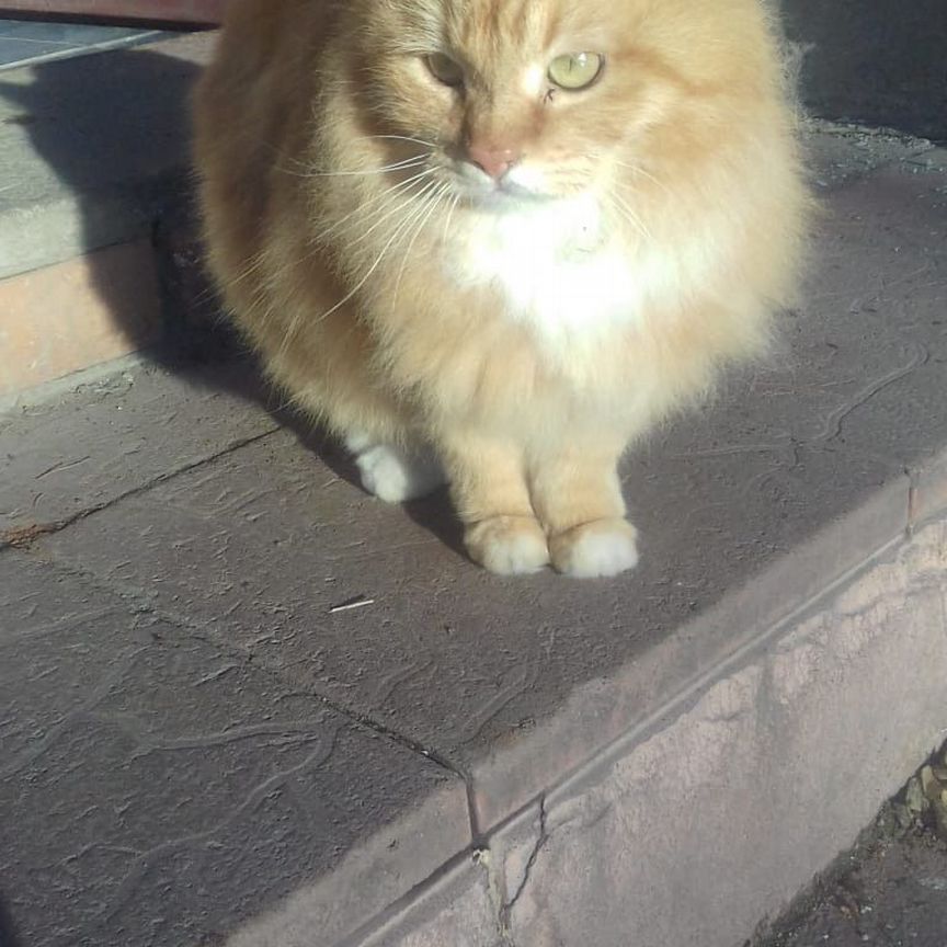 Котик