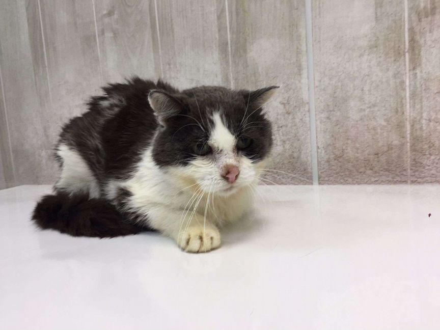 Кот в добрые руки