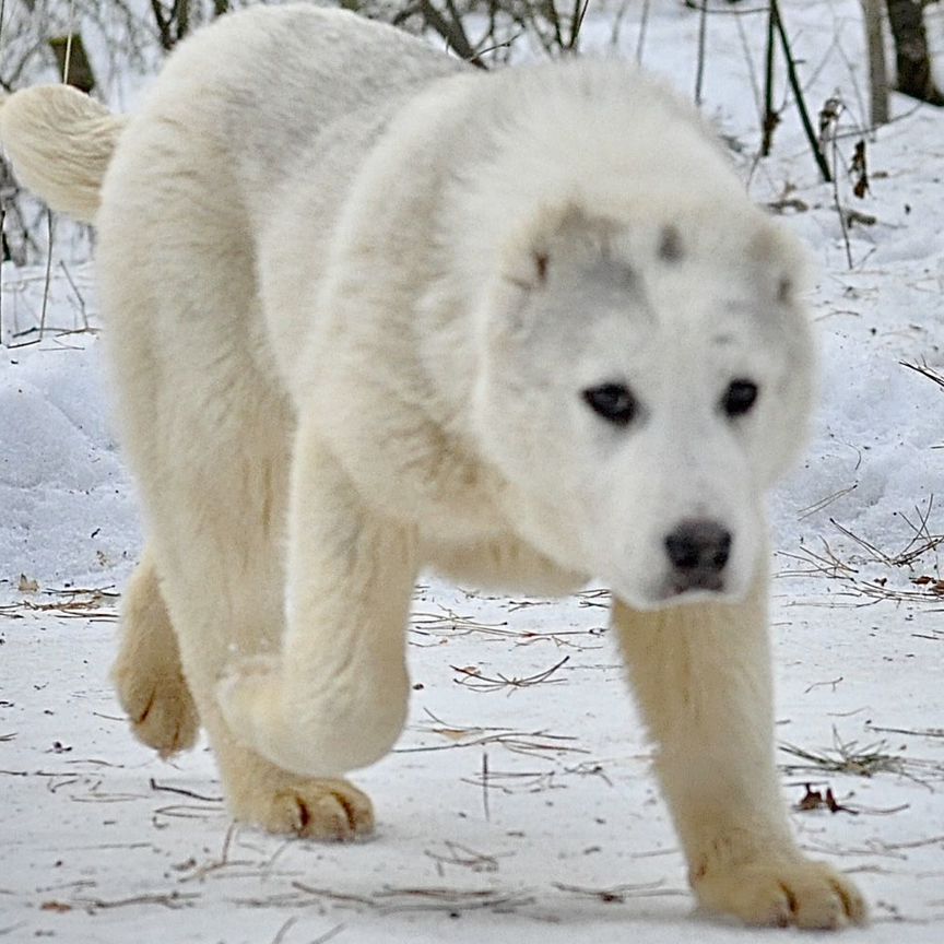 Среднеазиатская овчарка, щенок