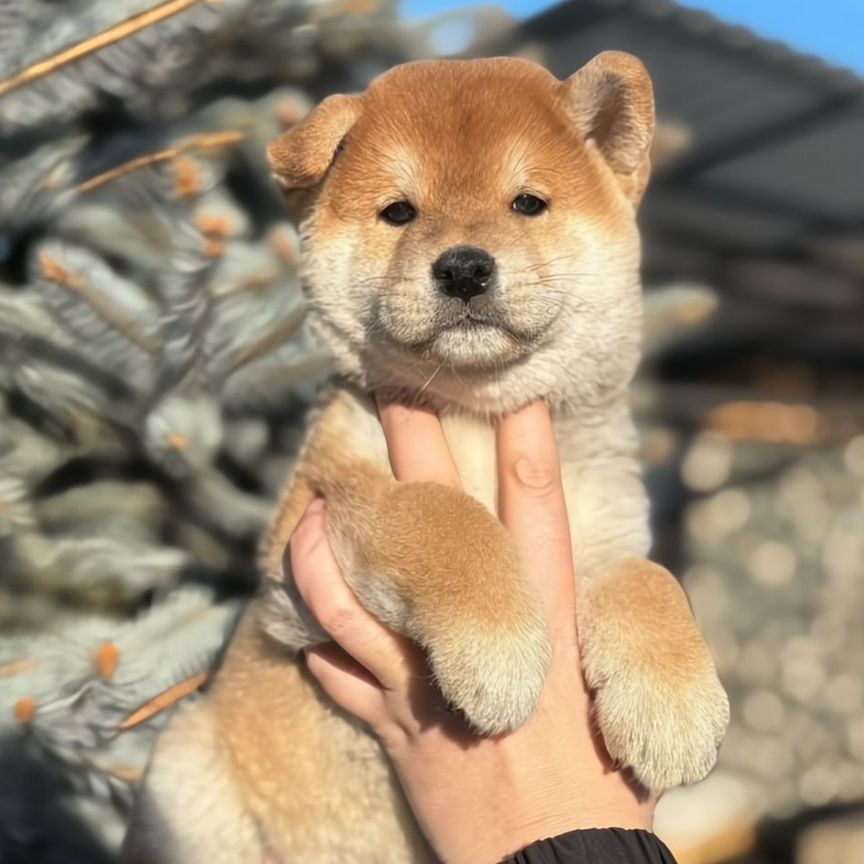 Сиба-ину, щенок