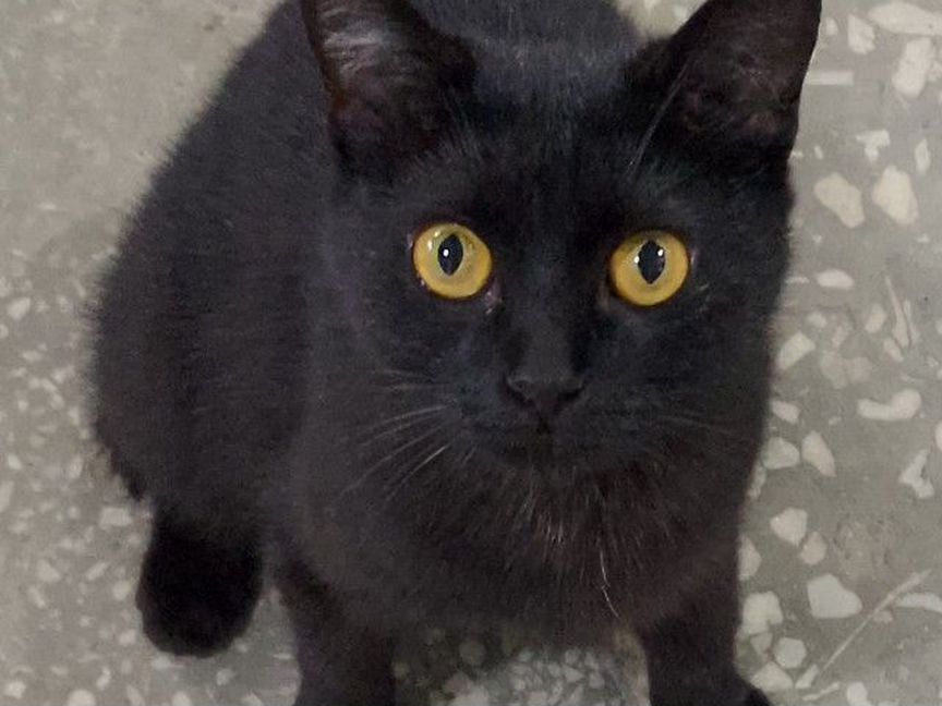 Кошечка, 2года, стерилизованая