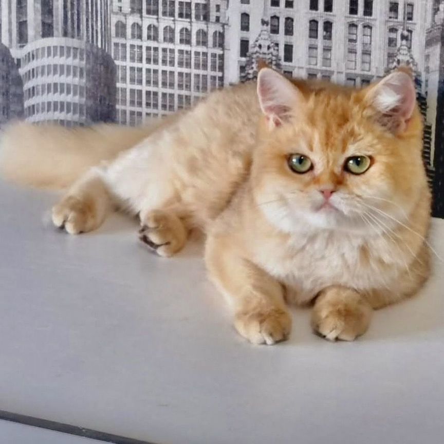 Шотландский прямоухий короткошёрстный котёнок