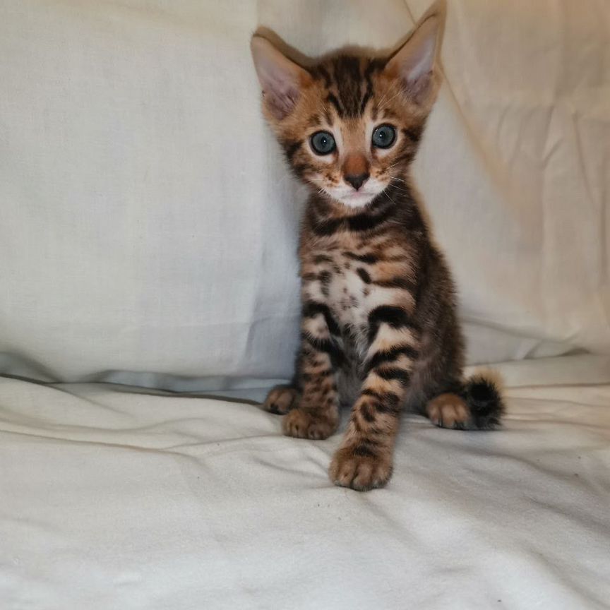 Котята с Документами Бенгалы