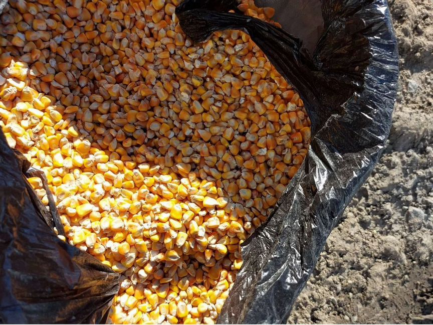 Фуражный овёс, Фуражная пшеница корма