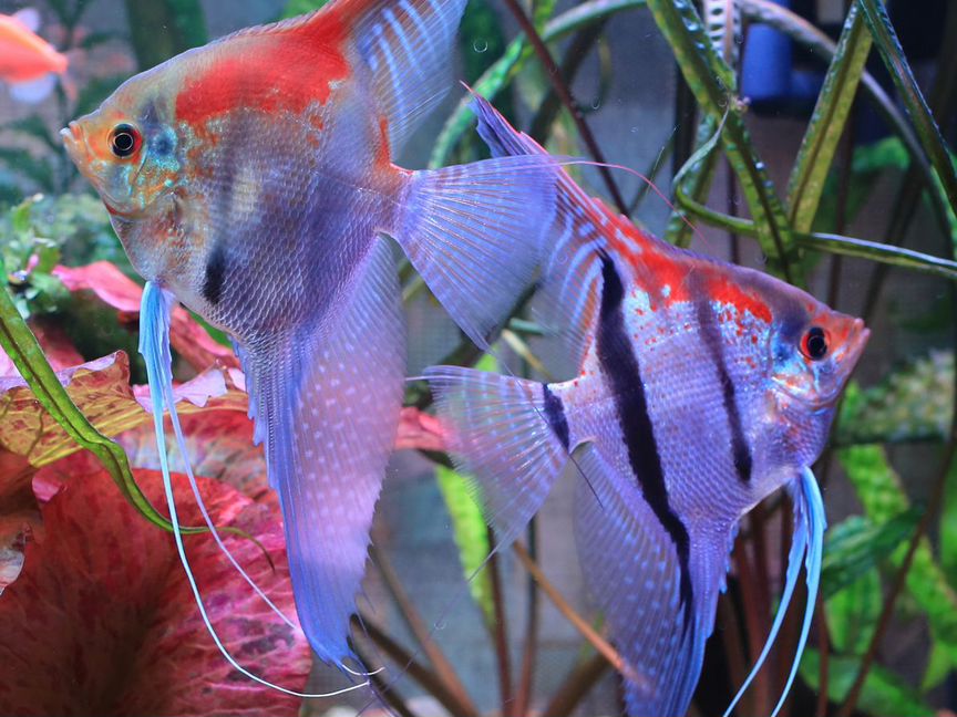 Скалярии манакапуру. Пара. 2шт