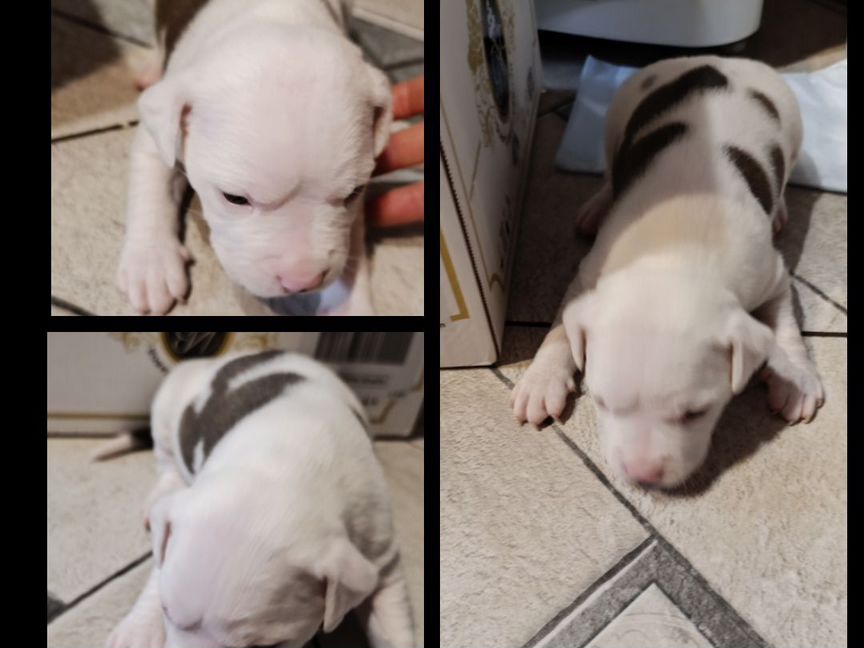 Американский стаффордширский терьер