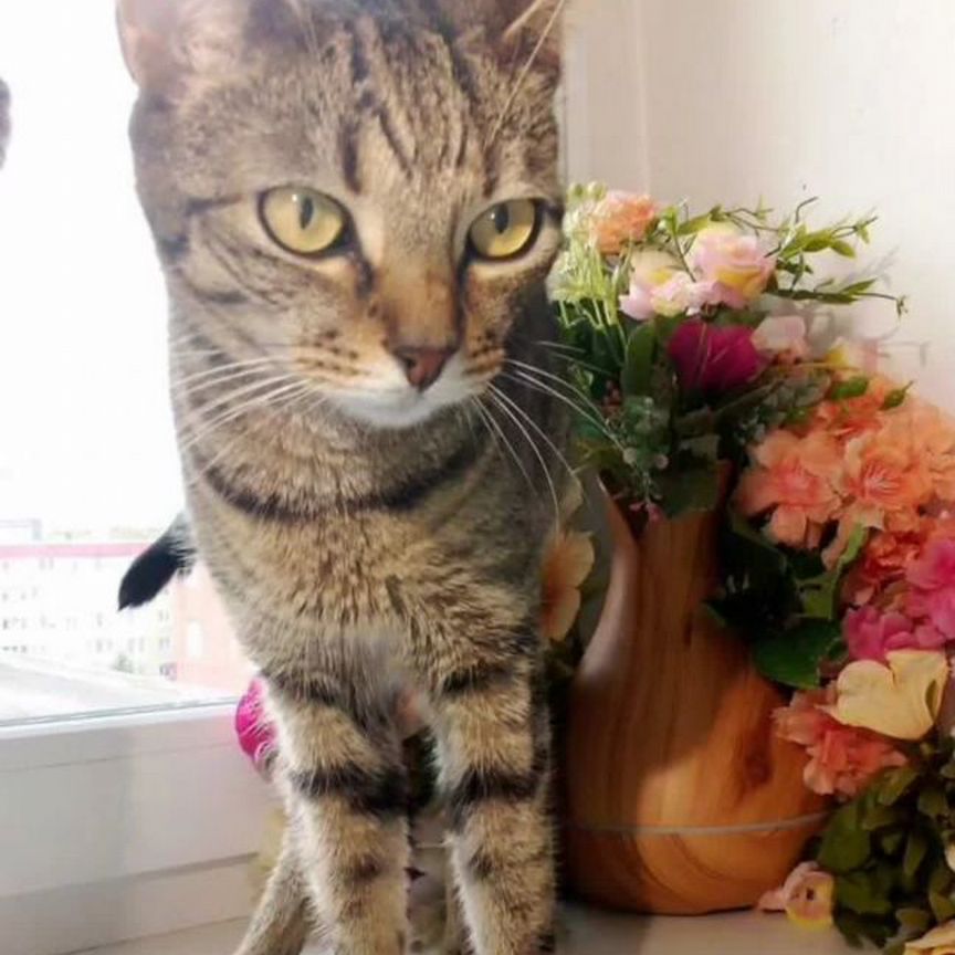 Котик Джерри в добрые руки