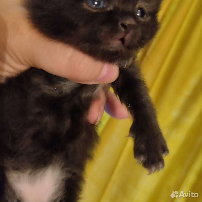 Продается мальчик от клубных родителей