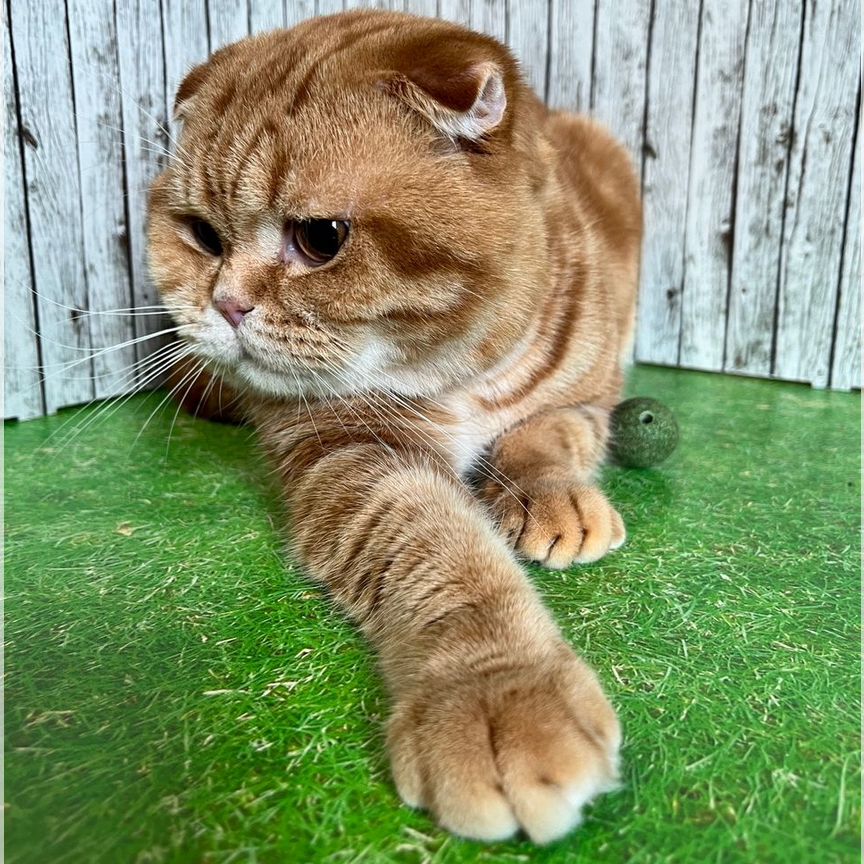 Шотландский вислоухий короткошёрстный кот, вязка