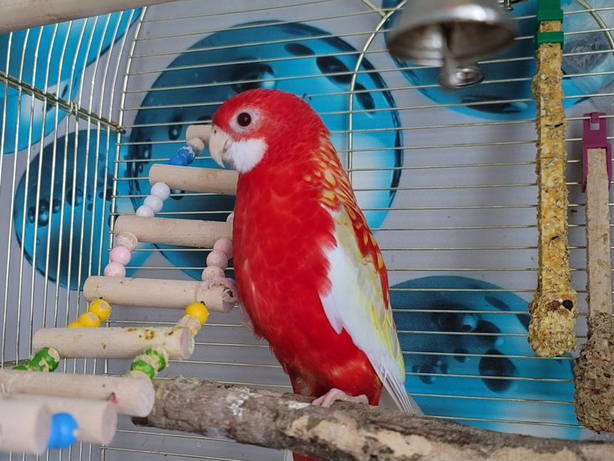 Розелла Рубиновая мальчик