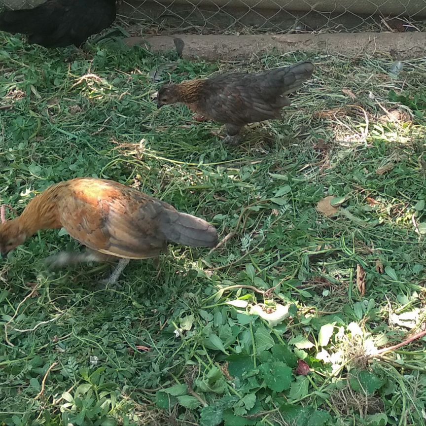 Петушки,курочки карликовые