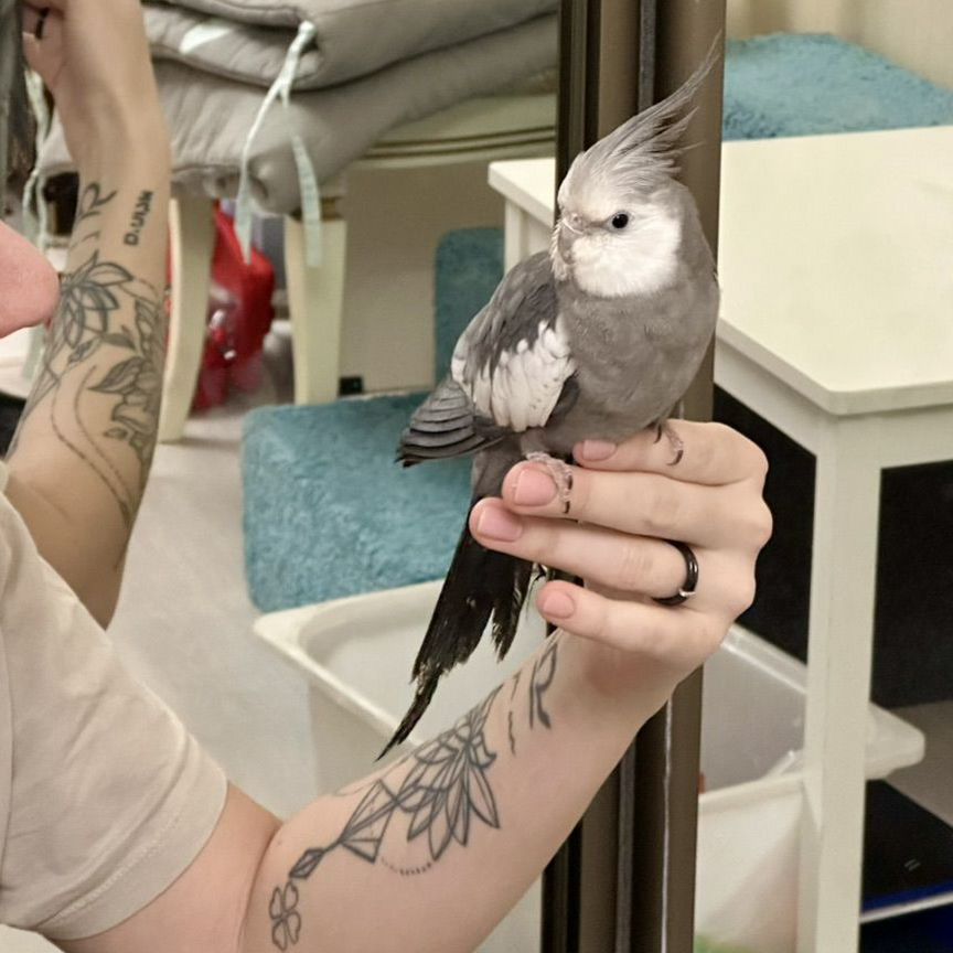 Попугай корелла с клеткой