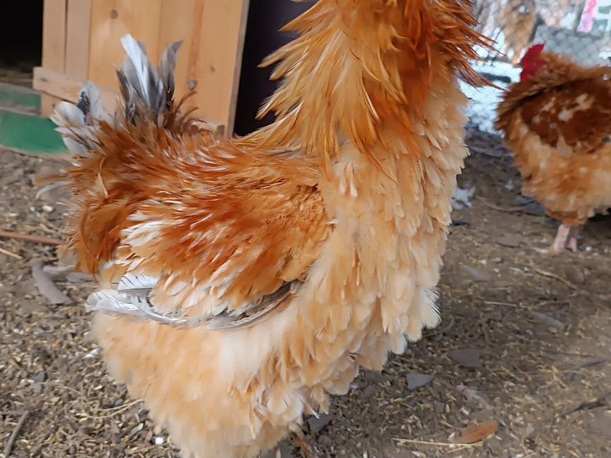 Петухи брама, кучерявые и Павловские