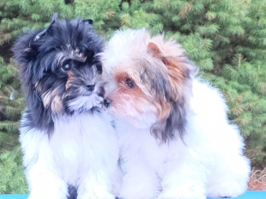 Крошечные девочки бивер йорка