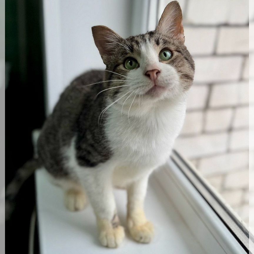 Котик в добрые руки