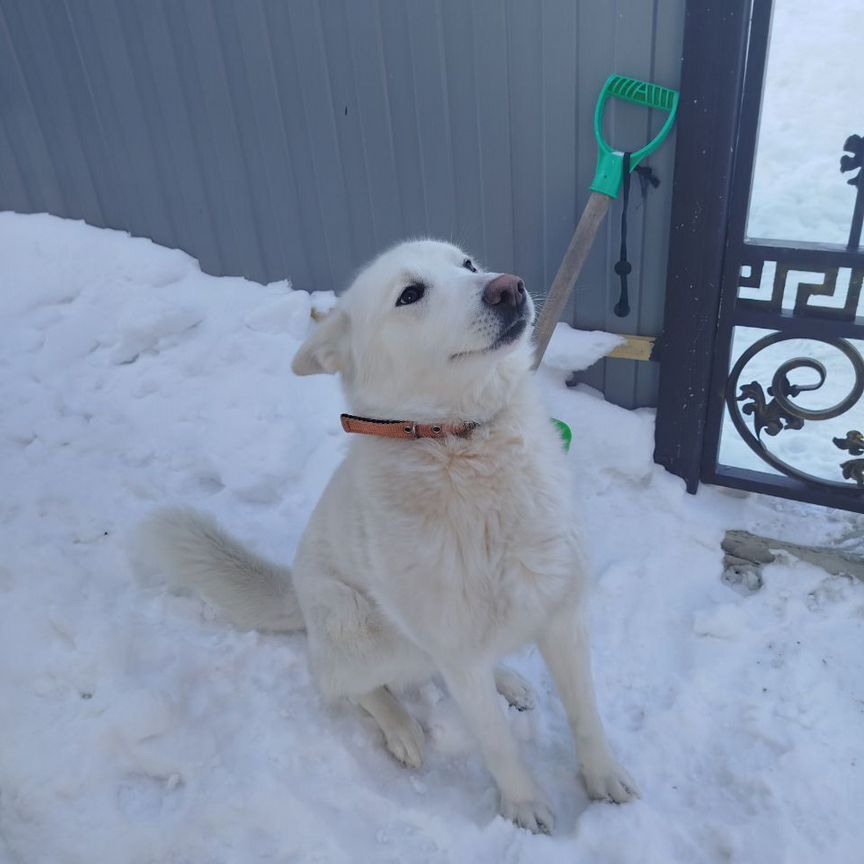 Отдам собаку в добрые руки