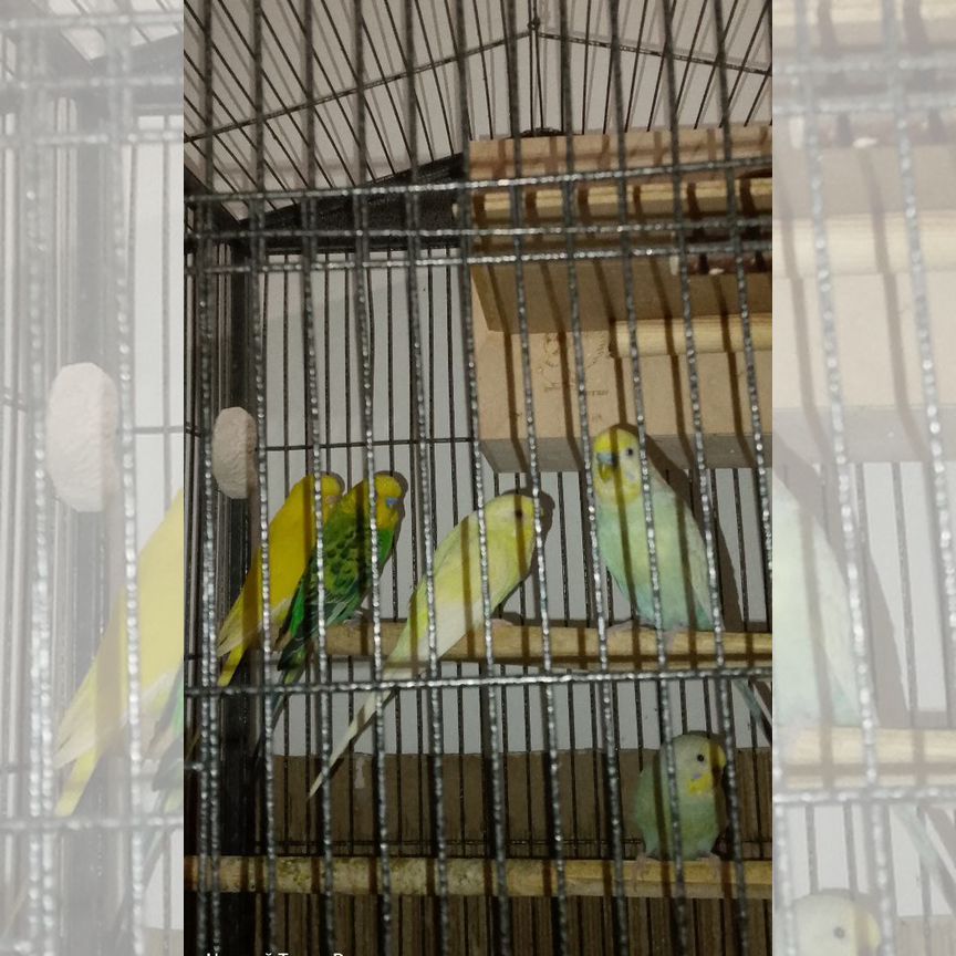 Волнистый попугай