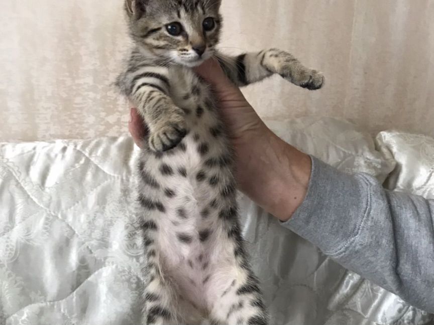 Особенный котенок в самые добрые руки