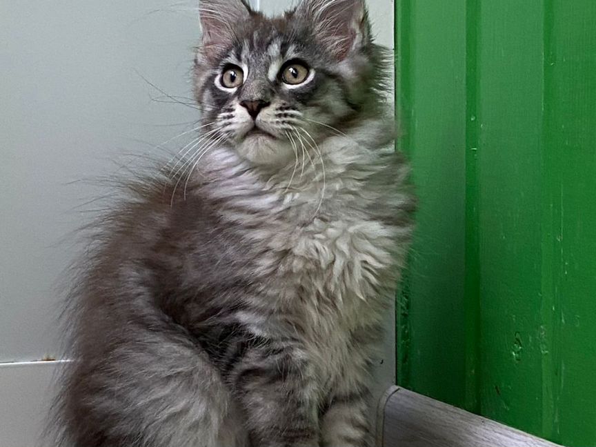 Мейн-кун котик