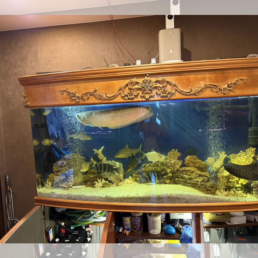 Рыба аравана