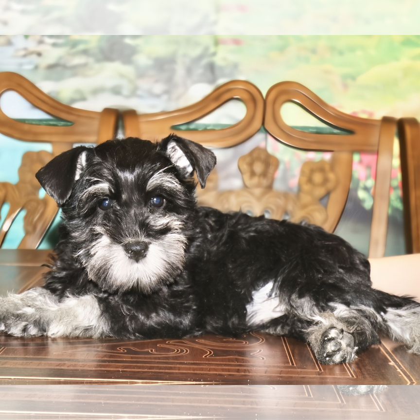 Цвергшнауцер, щенок