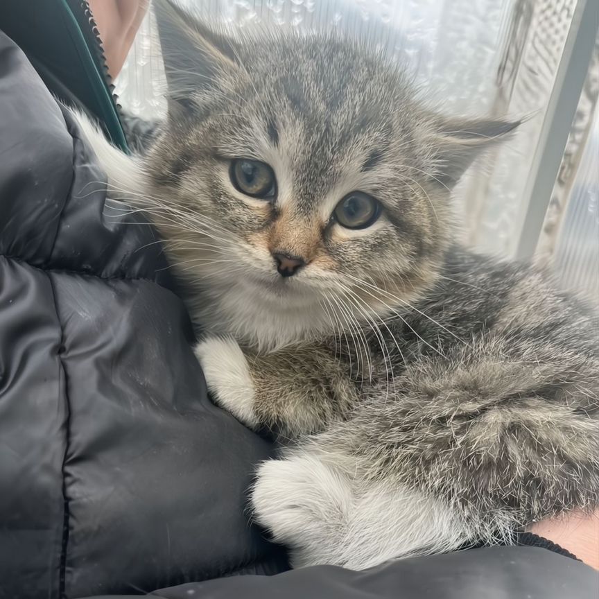 Котёнок в добрые руки