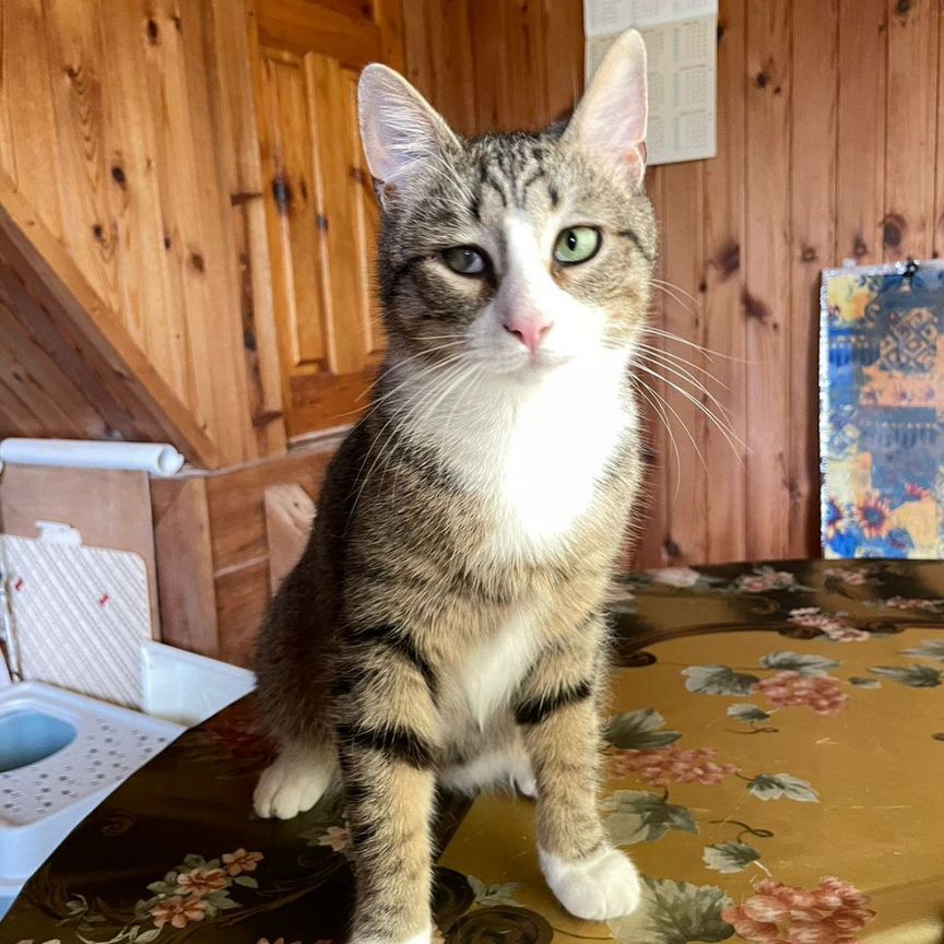 Ласковый молодой парнишка ждёт своего человека