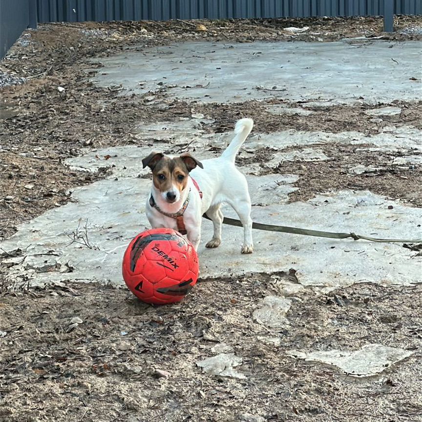 Джек рассел в хорошие руки