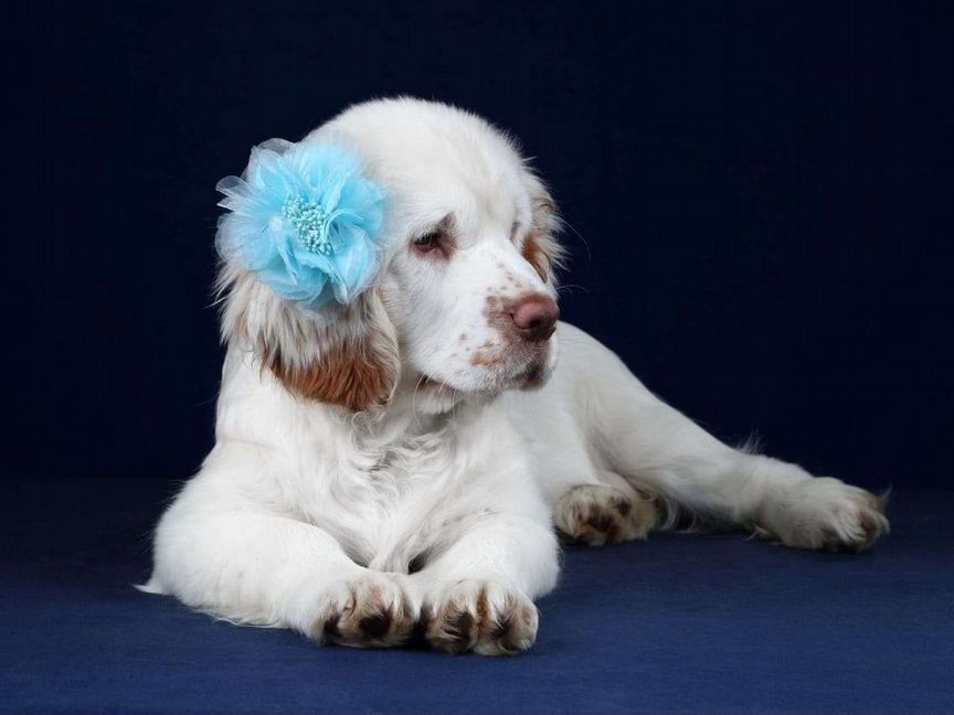 Кламбер спаниель