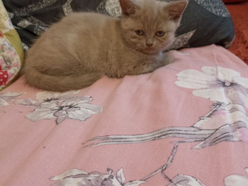 Шотландские котята