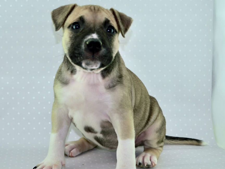 Щенки амстаффа