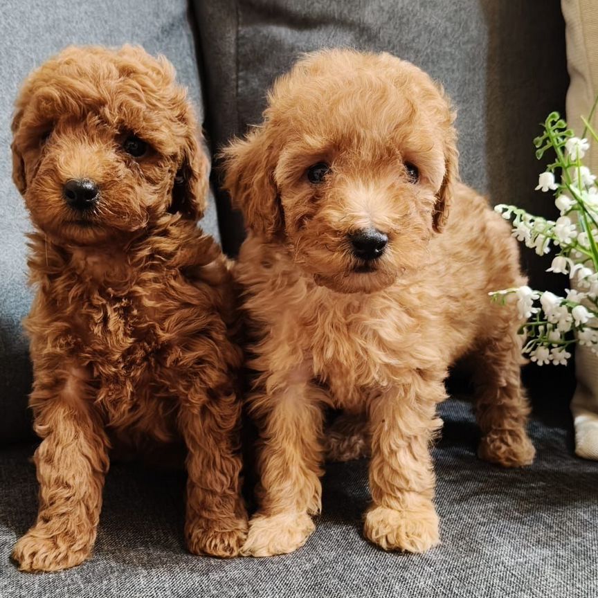 Той-пудель, щенок