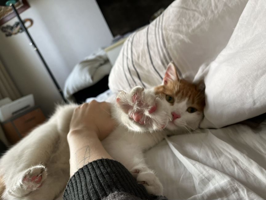 Котик в добрые руки