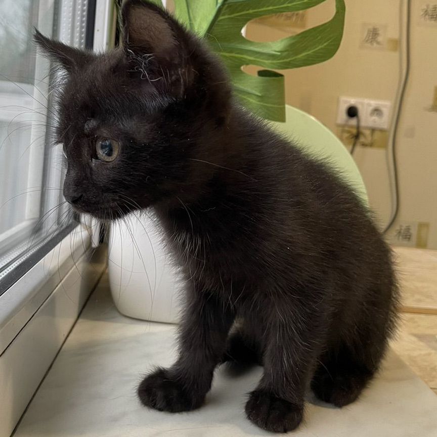 Котёнок в добрые руки