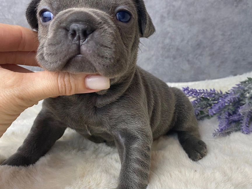 Французский бульдог голубой /лиловая