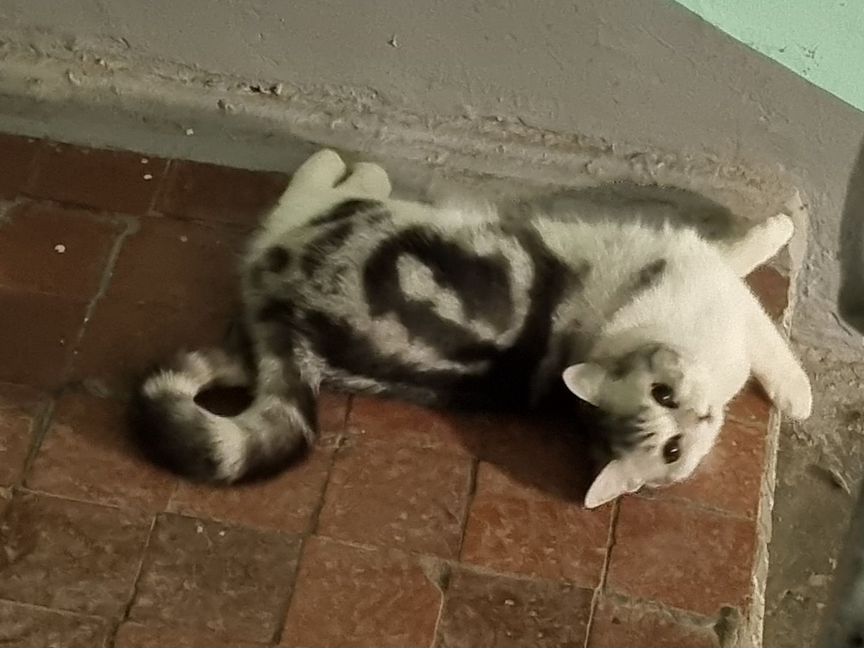Забрать кошку, ничейная, нашли в подъезде