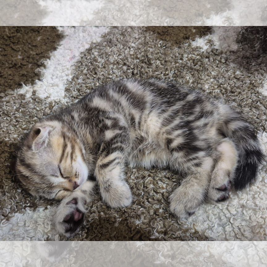 Шотландский вислоухий короткошёрстный котёнок