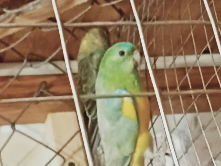 Певчие птицы