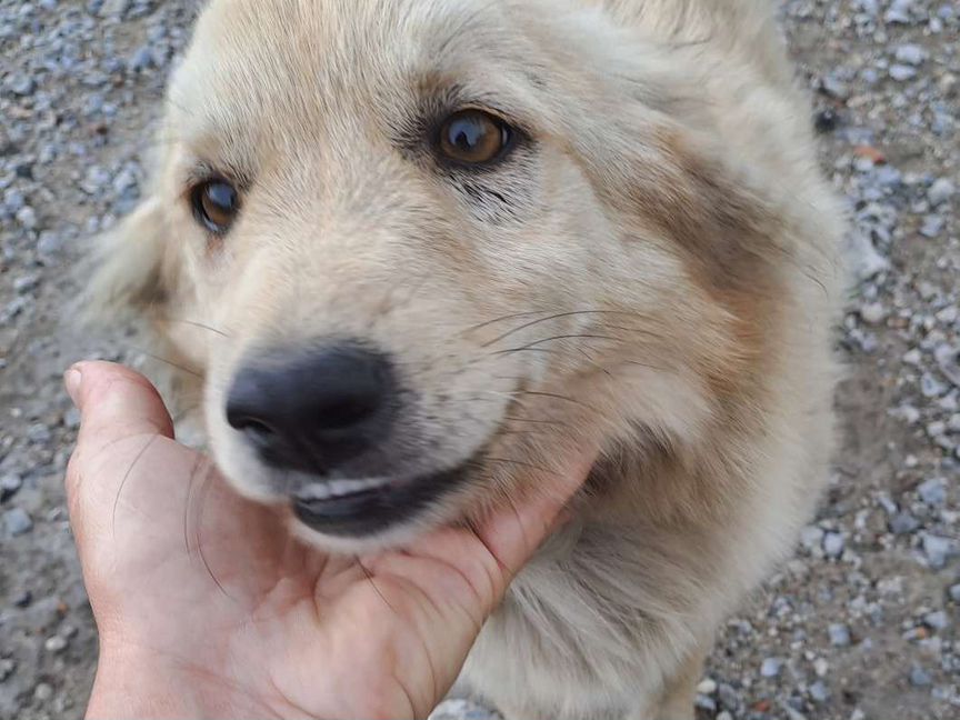 Милейшие пушистики